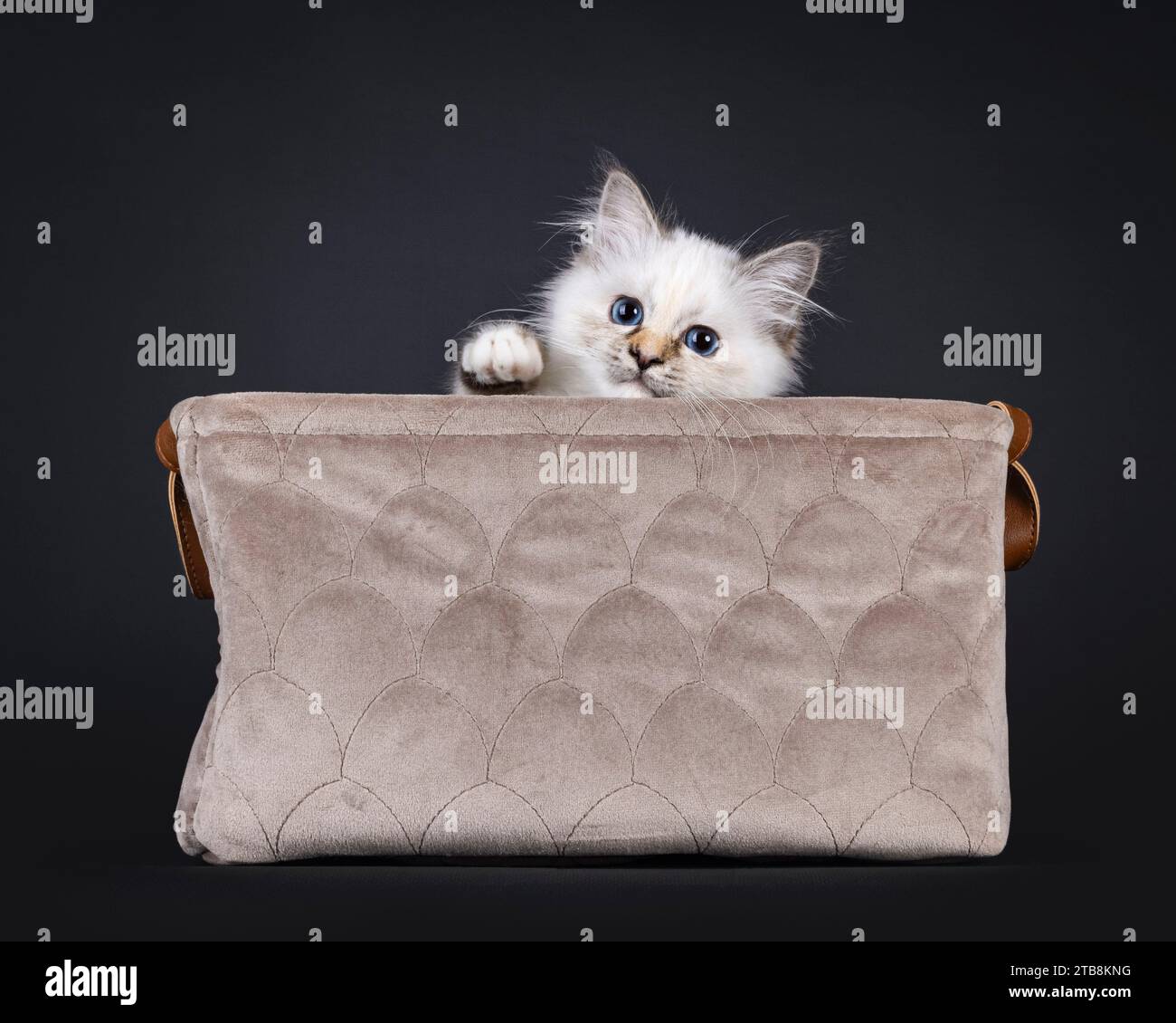 Adorable tortie Sacred Birman cat kitten, sitting in brown velvet ...