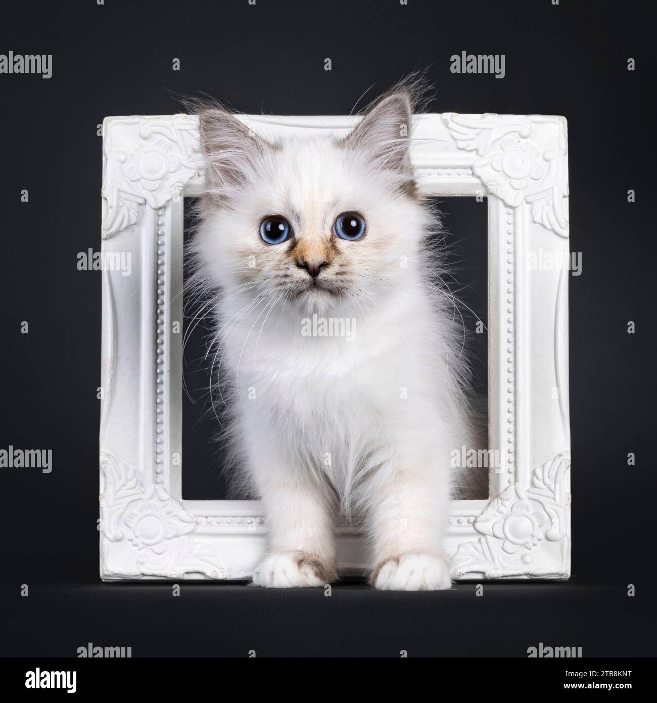 Adorable tortie Sacred Birman cat kitten, standing through white ...