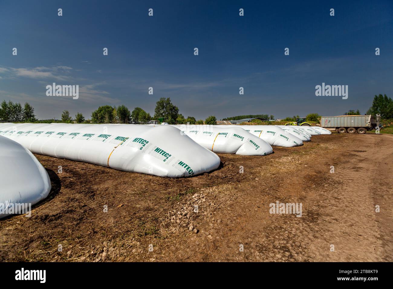 Kazan, Russia - August 5, 2020: Grain is loaded into a polyethylene ... Kazan, Russia - August 5, 2020: Grain is loaded into a polyethylene ...