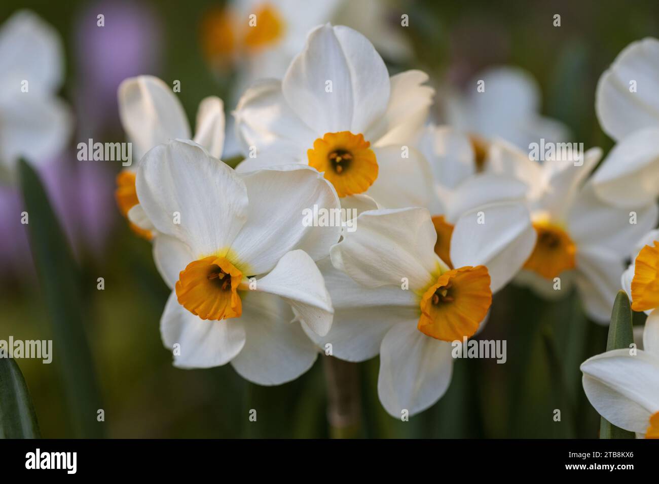 Narcissus Geranium blossoms in the garden in spring Stock Photo - Alamy