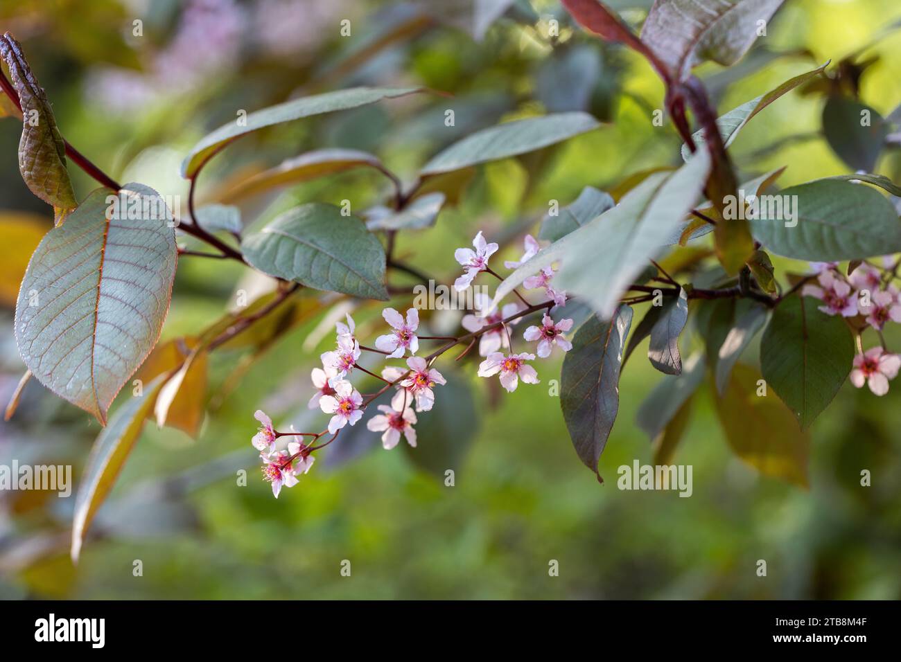 Bird cherry colorata hi-res stock photography and images - Alamy