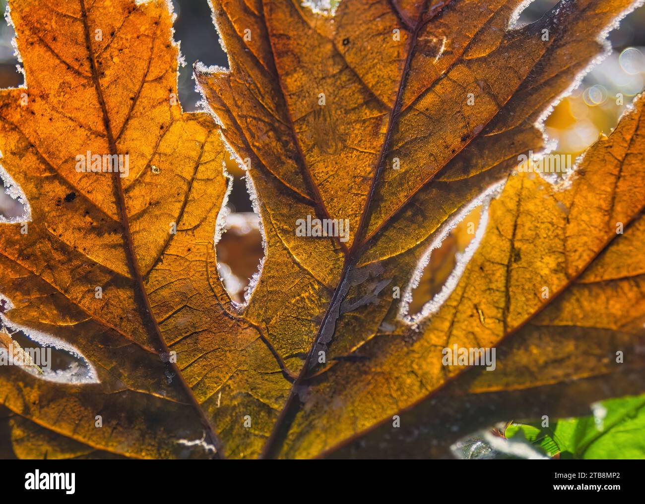 Glowing leaf edges hi-res stock photography and images - Alamy