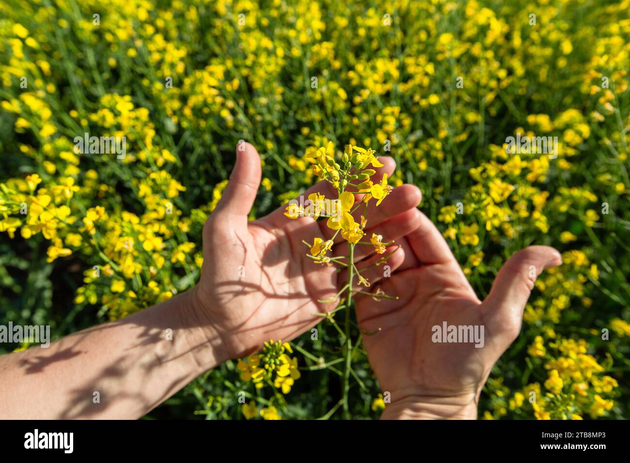 Canola flowers being held in human hand on oilseed feeld background ...