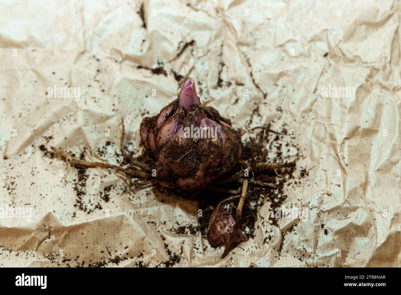 Bulbo tuber hi-res stock photography and images - Alamy