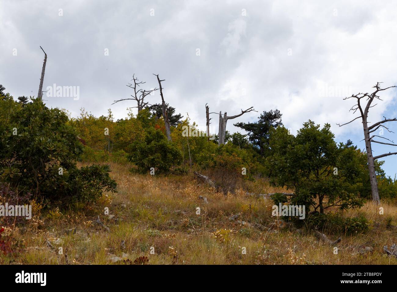 Yalta, Russia - september 13, 2023- Burnt forest when climbing the ...
