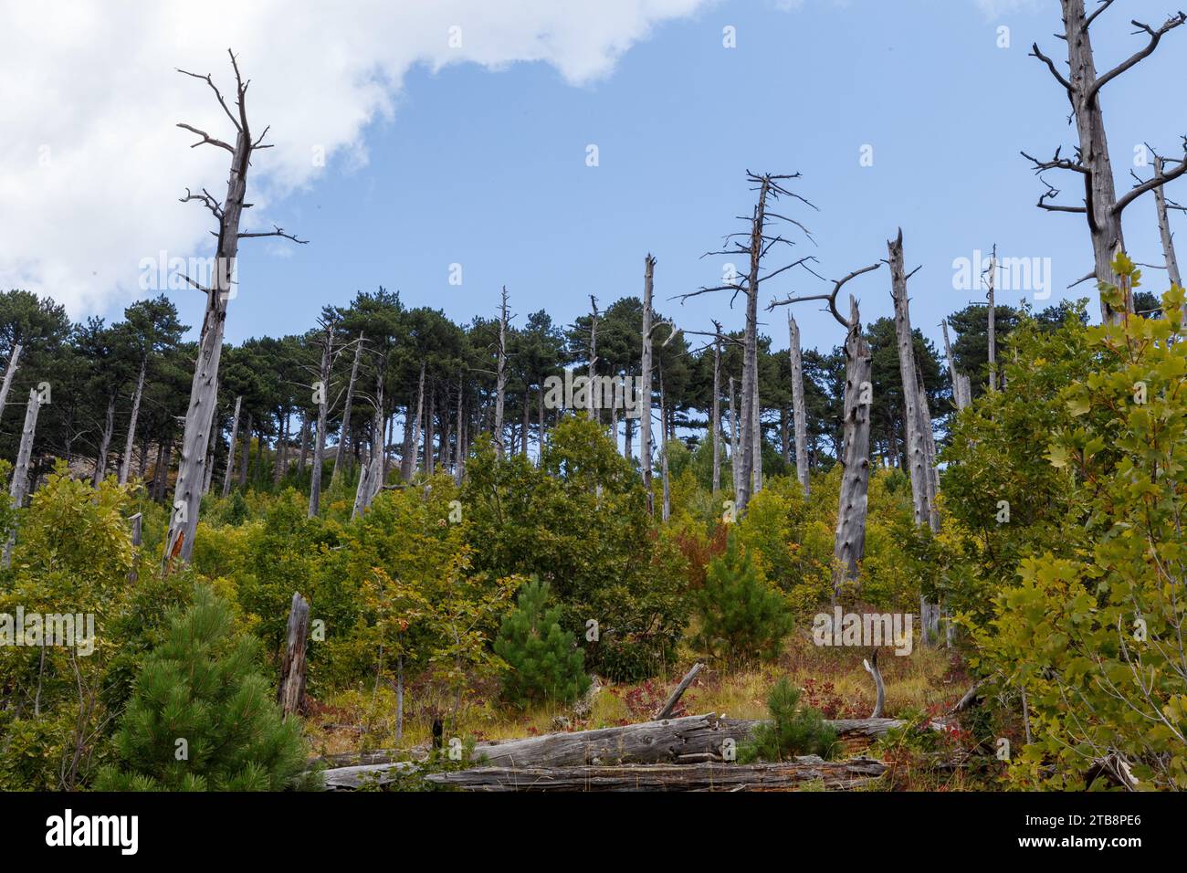 Yalta, Russia - september 13, 2023- Burnt forest when climbing the ...