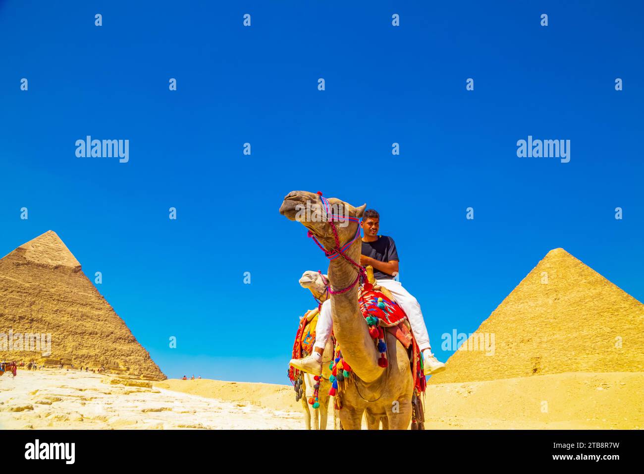 Camel driver near the Great Pyramids of Egypt. Tourist attraction ...