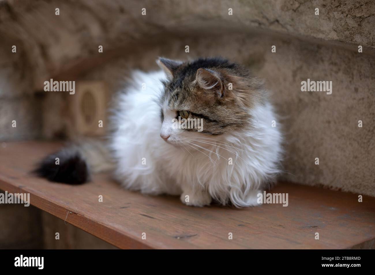 Long haired creature hi-res stock photography and images - Alamy