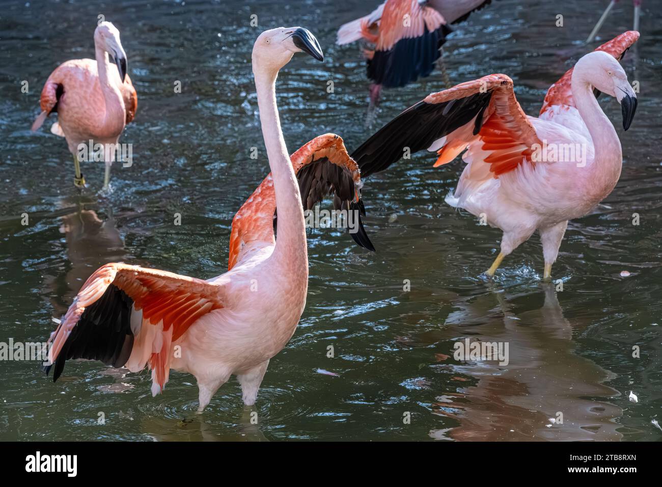 Flamingo stretching neck hi-res stock photography and images - Alamy
