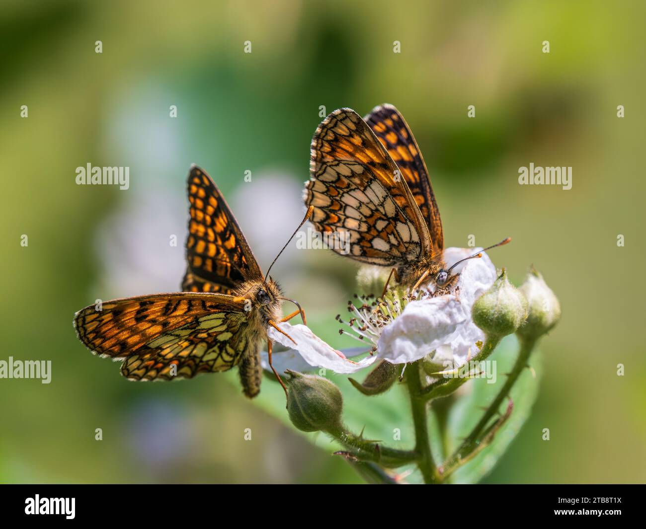 Heath Fritillary Feeding on a Bramble Flower Stock Photo - Alamy