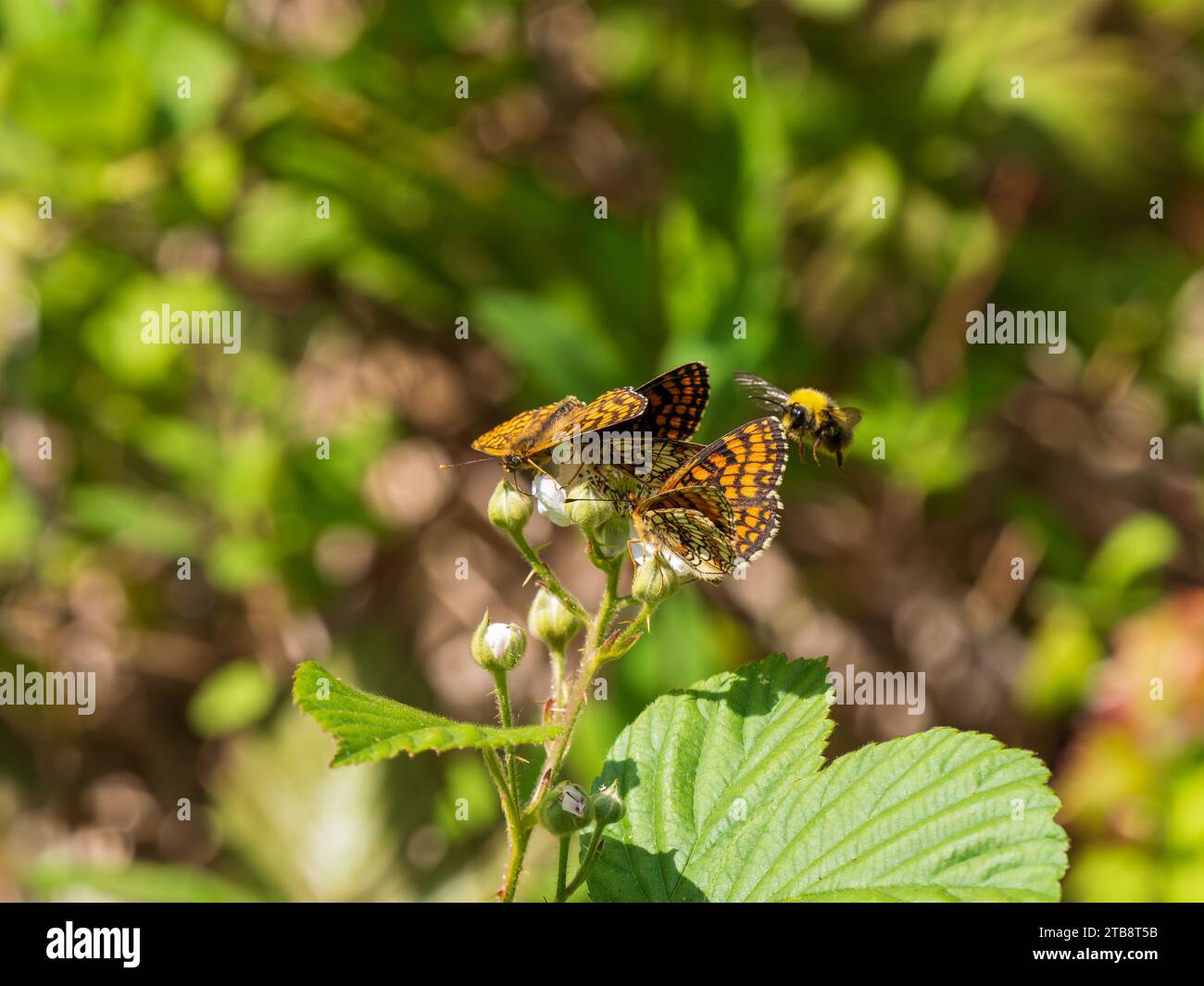 Heath Fritillary Feeding on a Bramble Flower Stock Photo - Alamy
