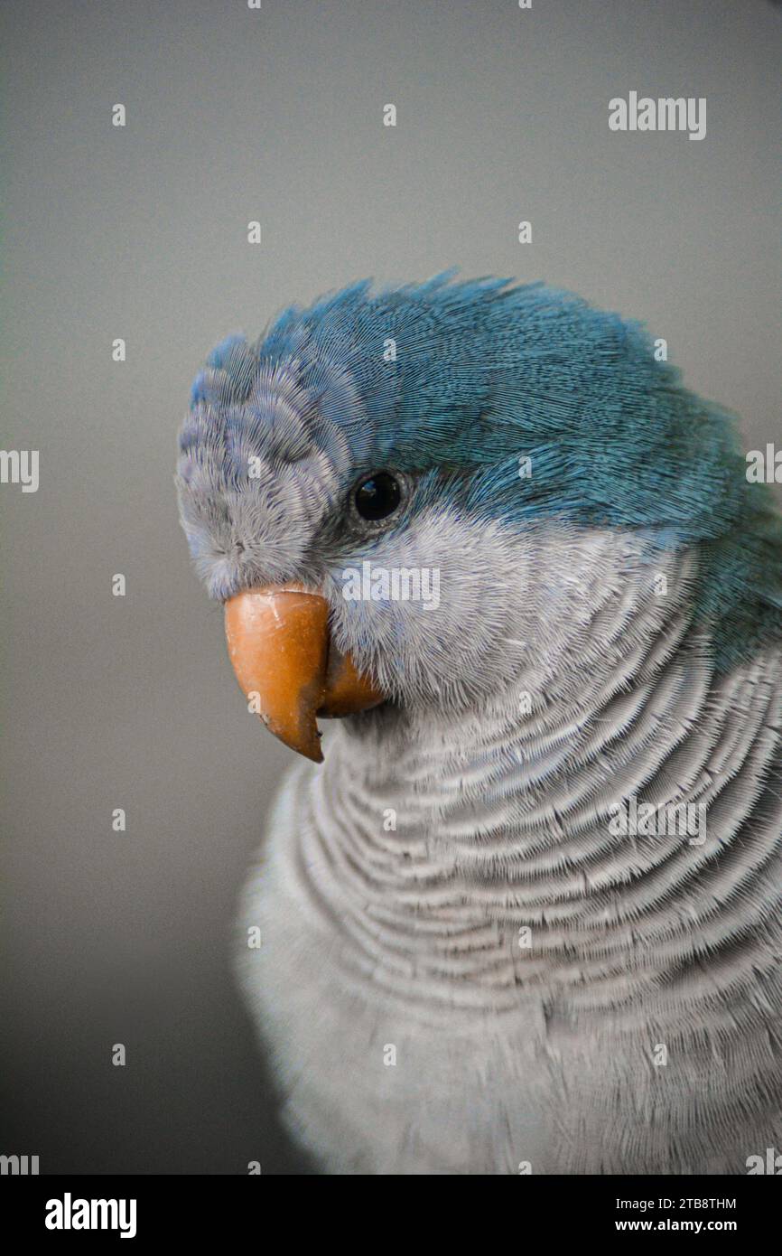 Feathery embrace hi-res stock photography and images - Alamy