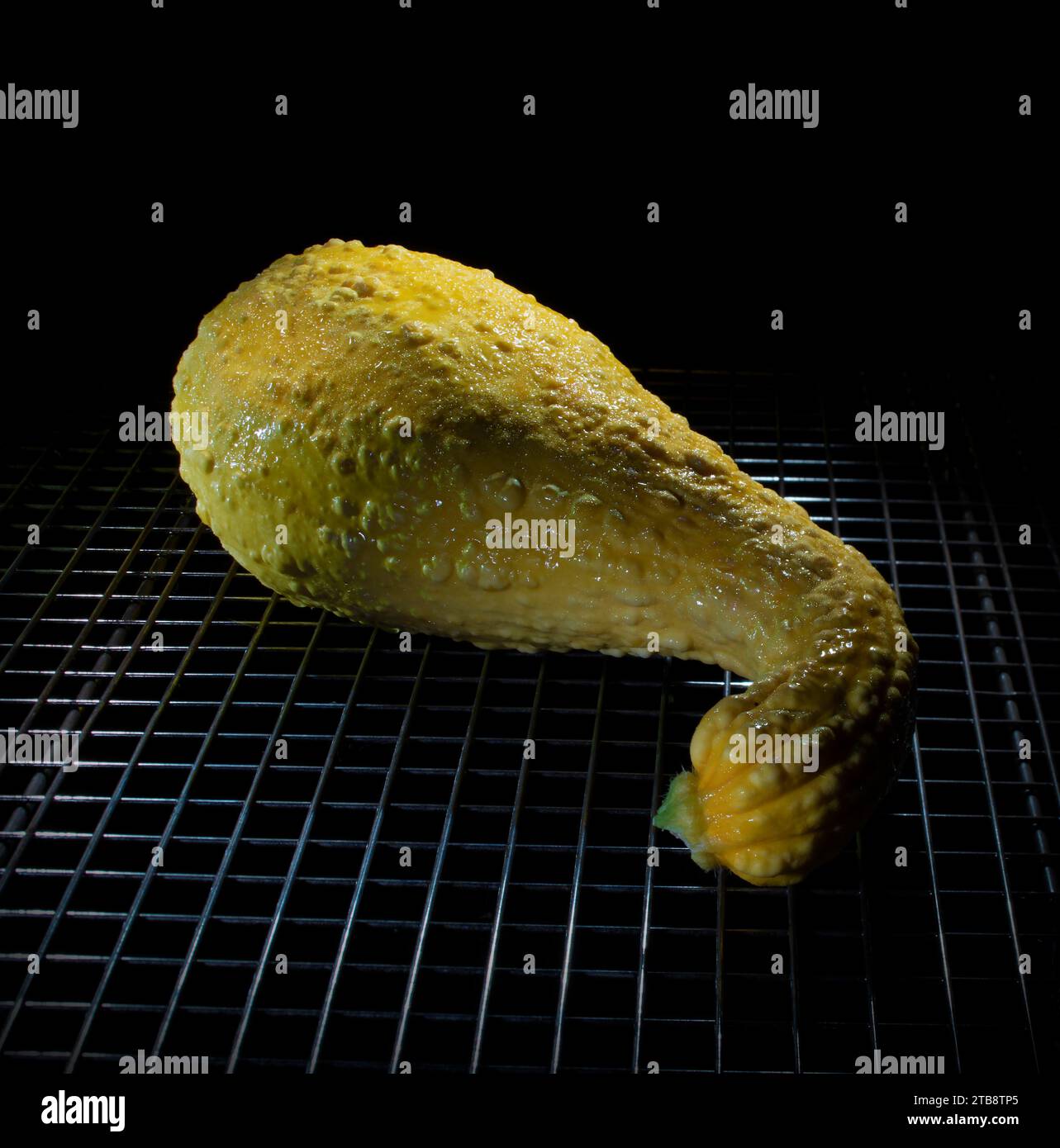 Freshly picked yellow squash on a metal grate with a dark background ...