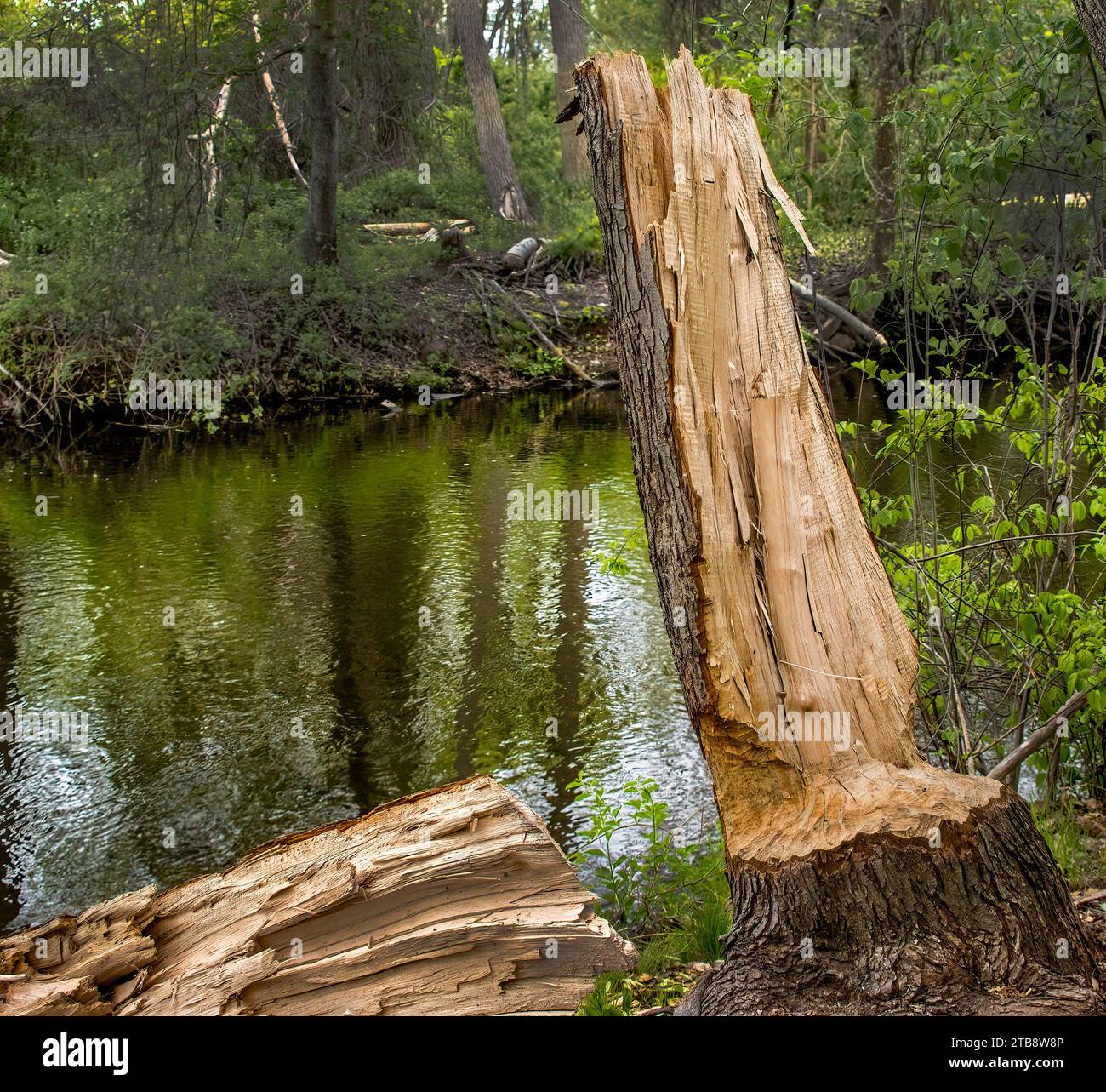 A beaver gnawed around a tree trunk to fell a tree Stock Photo - Alamy