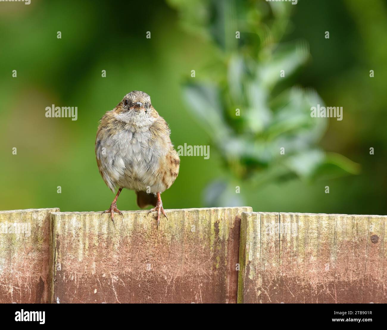 Twitchers garden hi-res stock photography and images - Alamy