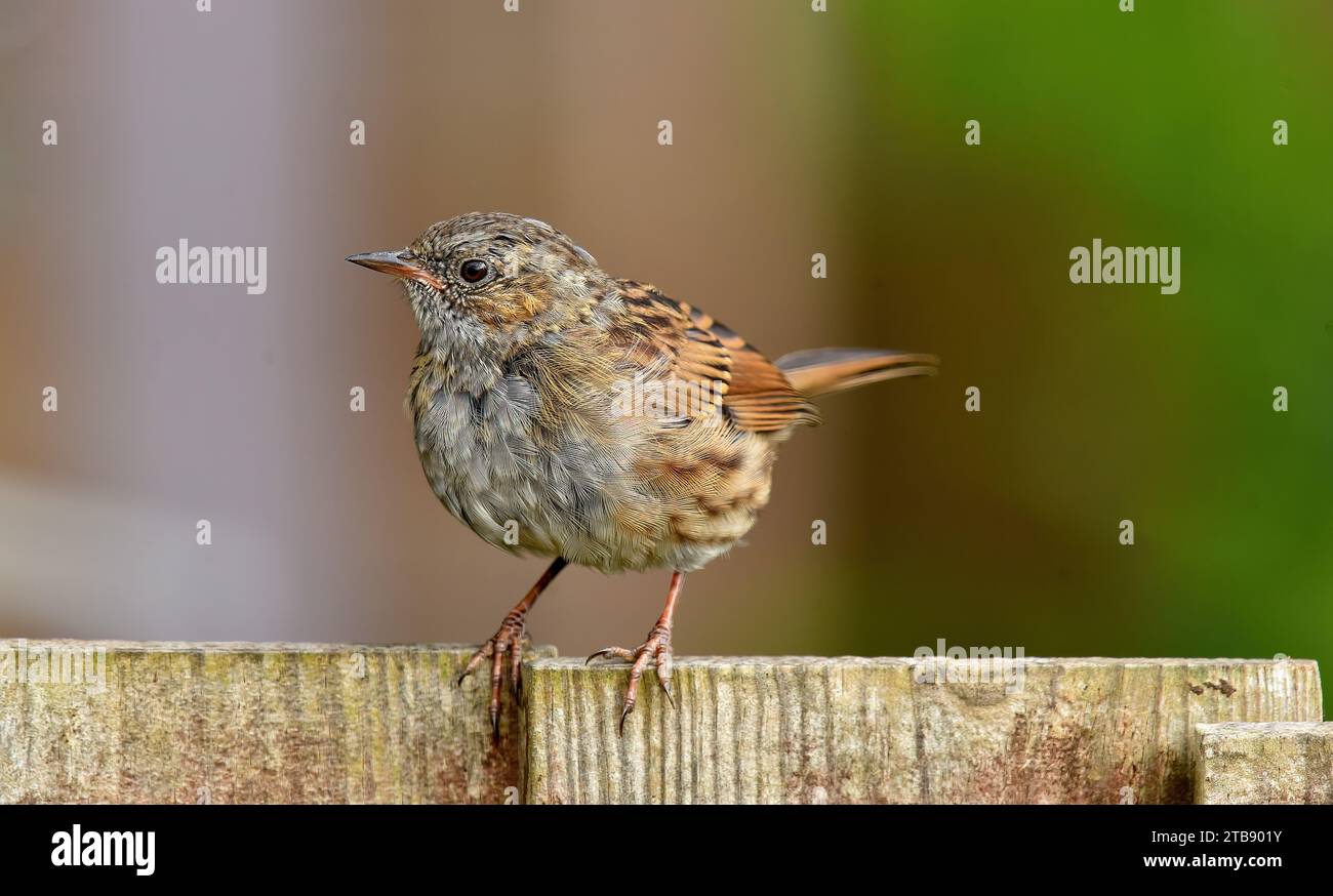 sparrow on a garden fence Stock Photo - Alamy