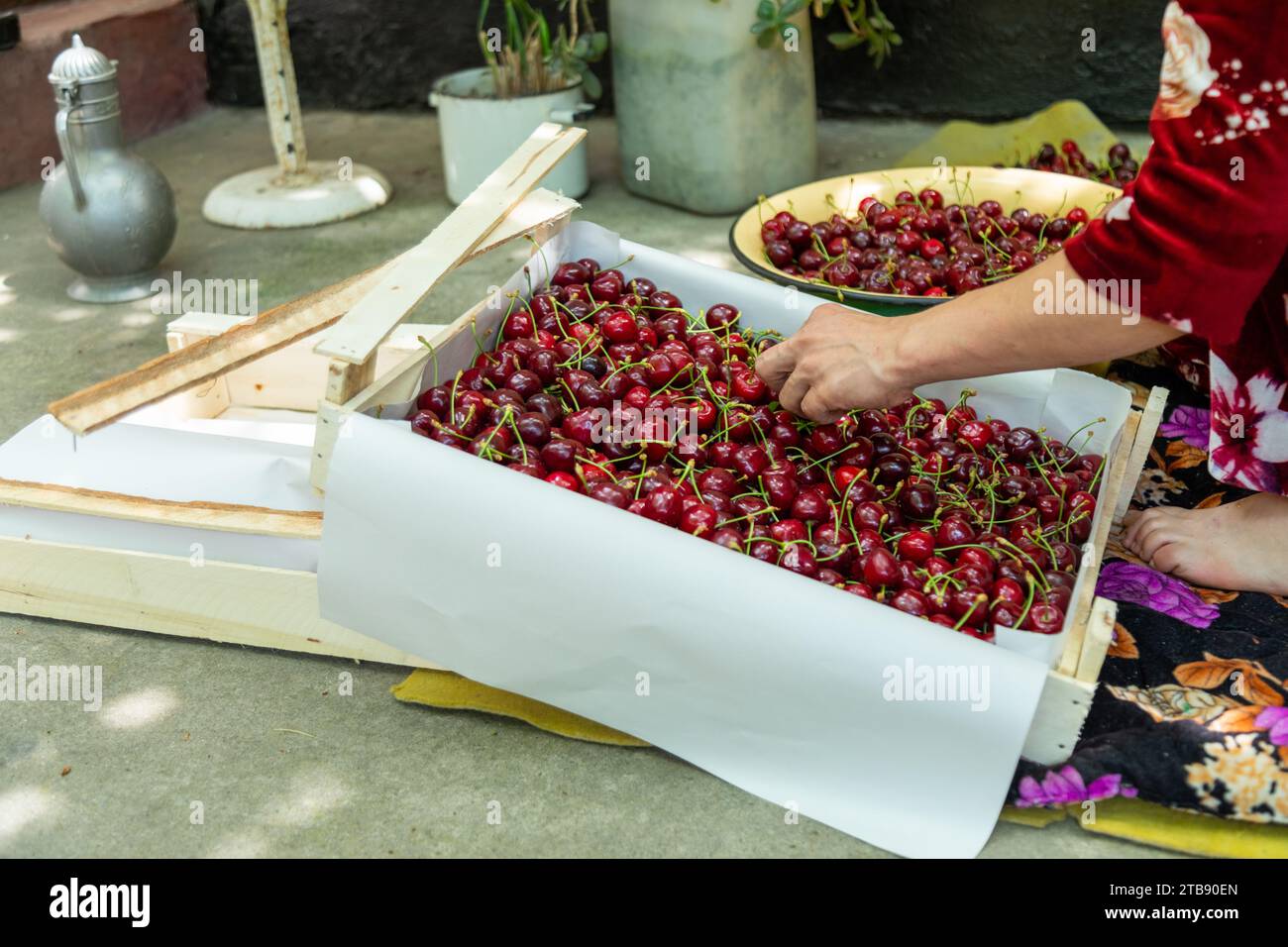 Closeup of woman hand sorting harvested cherries into the wooden box ...