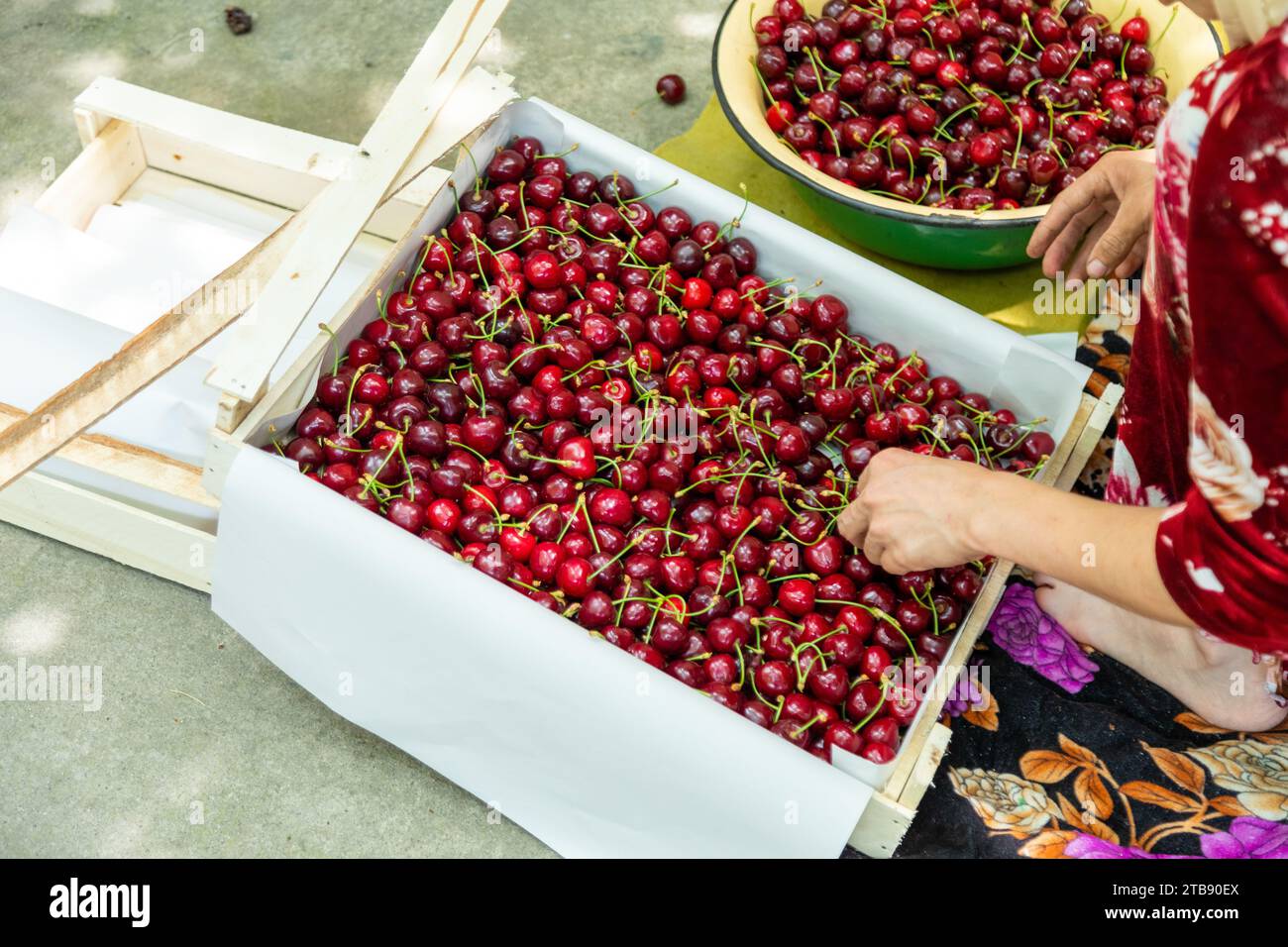 Hand sorting hi-res stock photography and images - Alamy