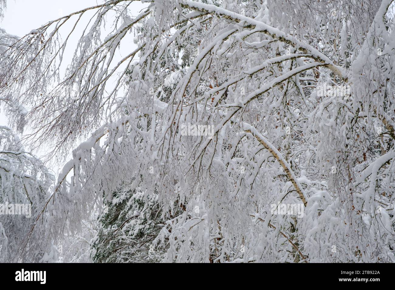 trees wrapped in snow and hoarfrost are bent over the road under the ...