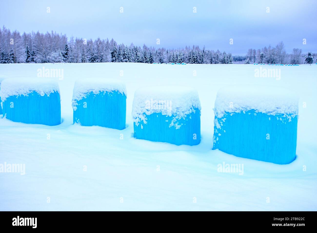 Snow-covered hay bales wrapped in blue foil will provide food for farm ...