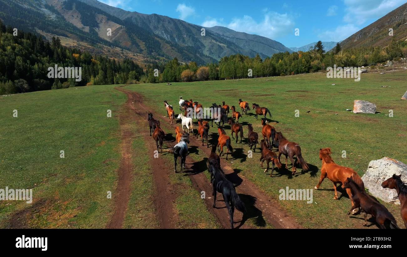 Aerial view of herd of wild horses running through the meadow Stock ...