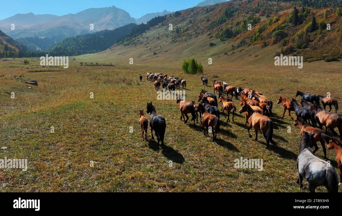 Herd horses running through forest hi-res stock photography and images ...