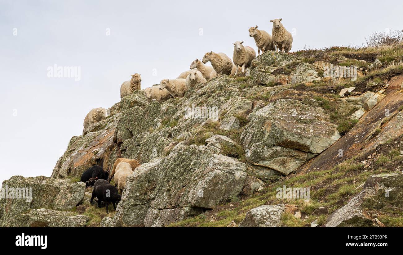 A flock of sheep on the cliffs of South Stack, Isle of Anglesey, Wales ...