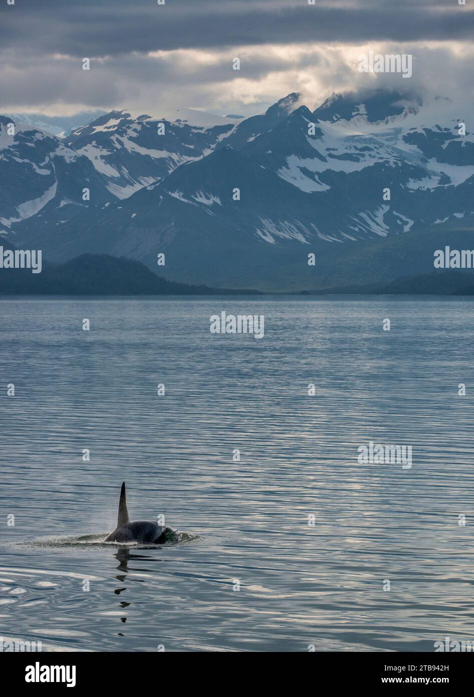 Inside passage orca killer whales hi-res stock photography and images ...