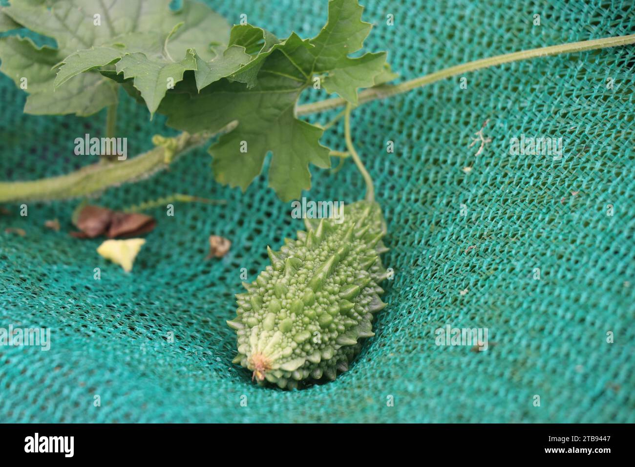 Bitter melon also known by names bitter gourd or momordica charantia ...