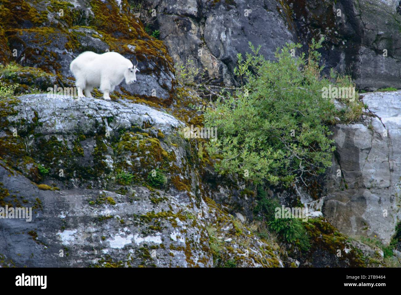Mountain goat (Oreamnos americanus) stands on a cliff looking down ...