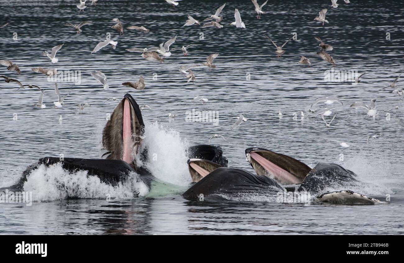 Flock of birds clusters over a pod of Humpback whales (Megaptera ...