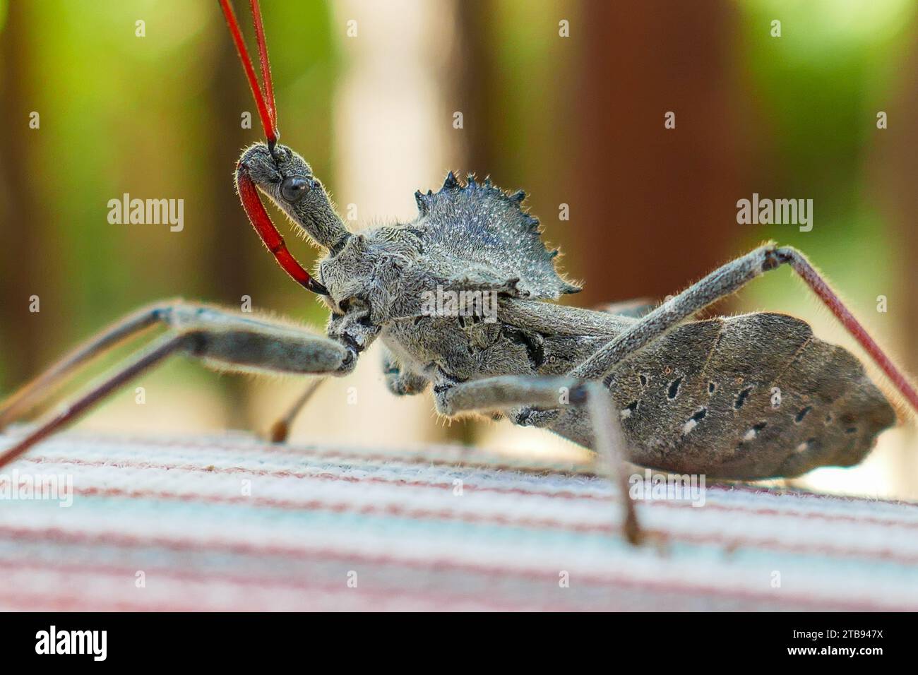 An Assassin bug on a chair in Arkansas, USA Stock Photo - Alamy