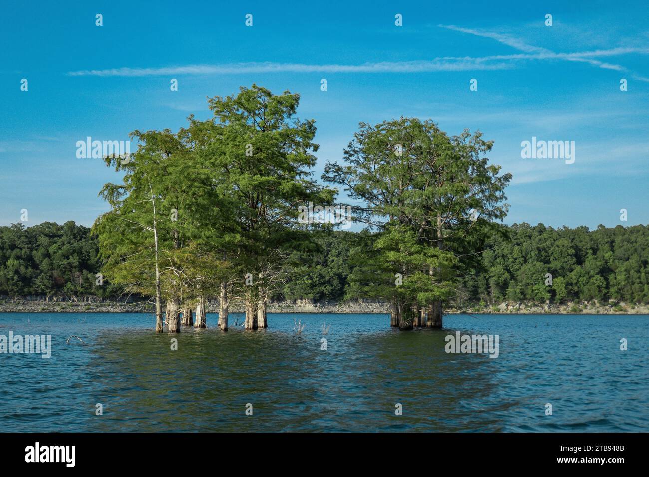 A tranquil scene of trees growing in the water of Lake Norfork ...