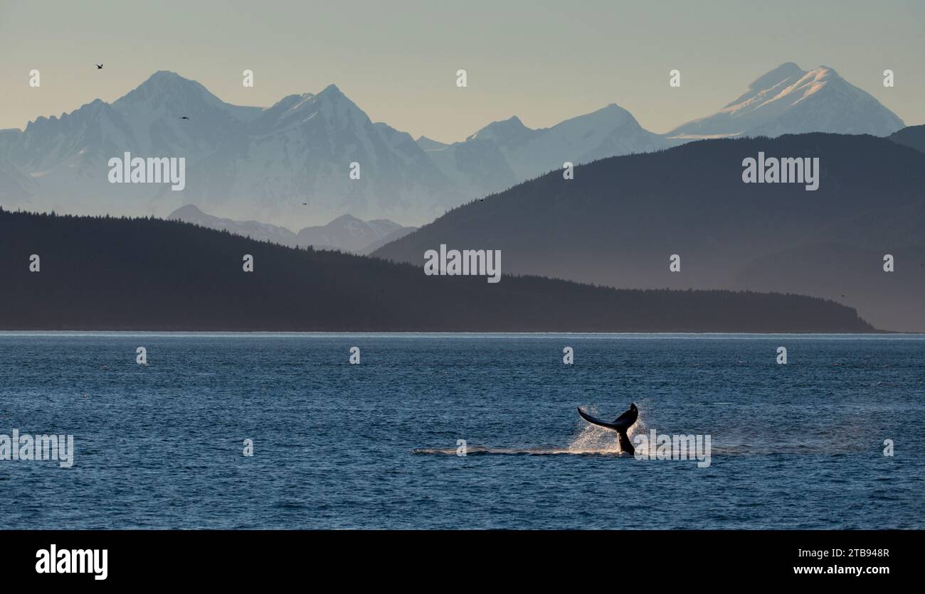 Humpback whale (Megaptera novaeangliae) tail slapping the water's ...