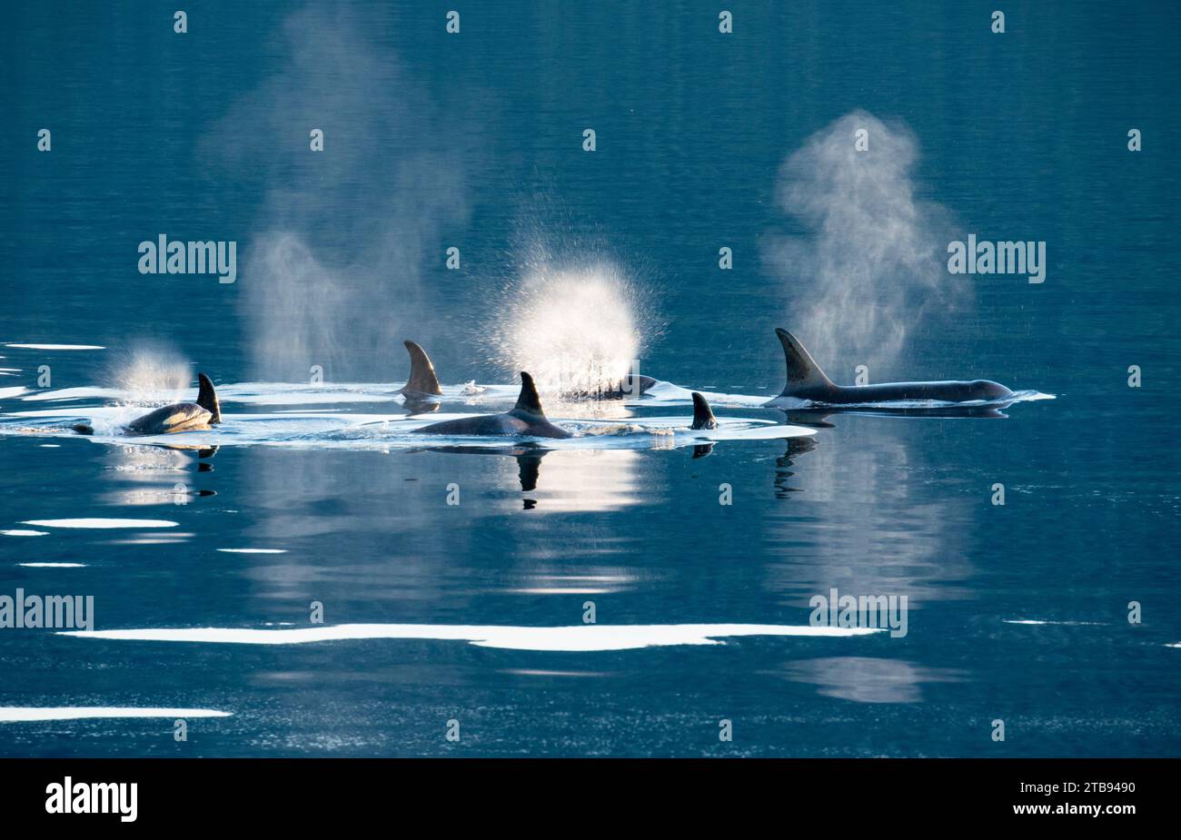 Pod of Killer whales, or orcas (Orcinus orca) swimming on the surface ...