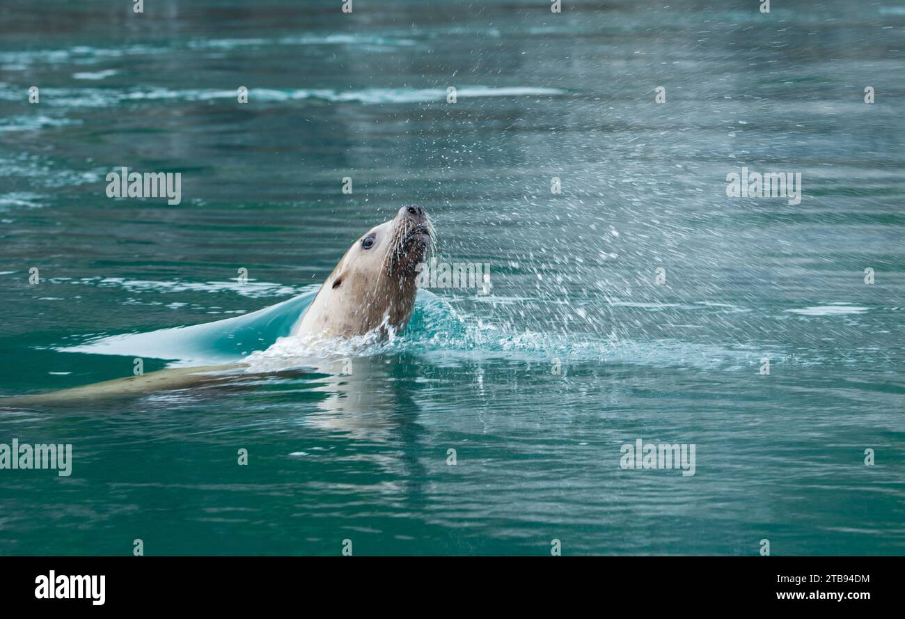 Lions head alaska hi-res stock photography and images - Alamy