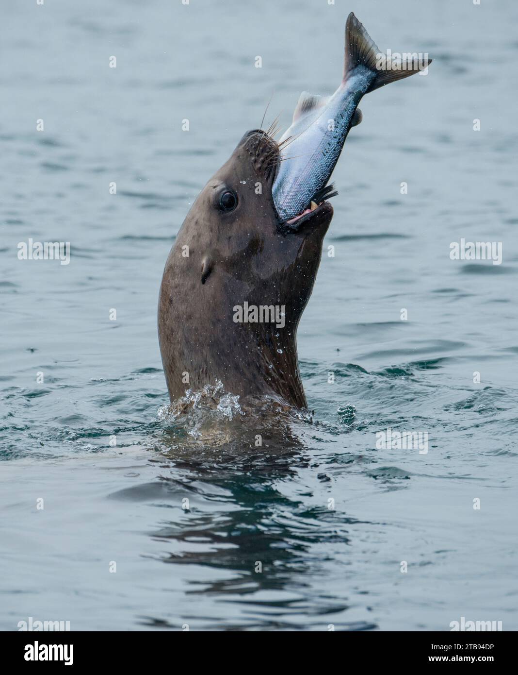 Usa alaska inian islands hi-res stock photography and images - Alamy