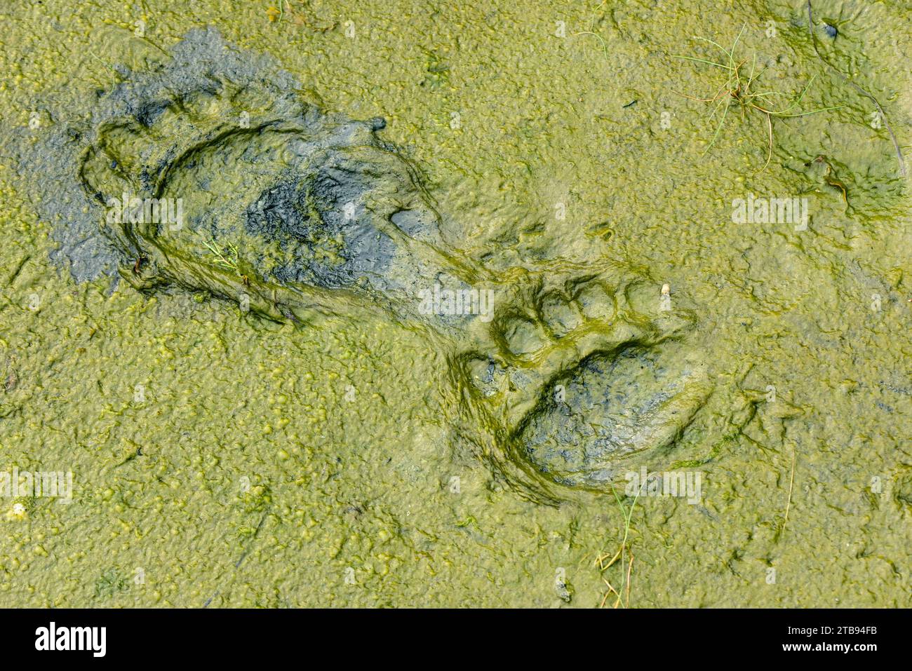 Brown Bear (Ursus arctos) footprints left on the tidal flats of ...