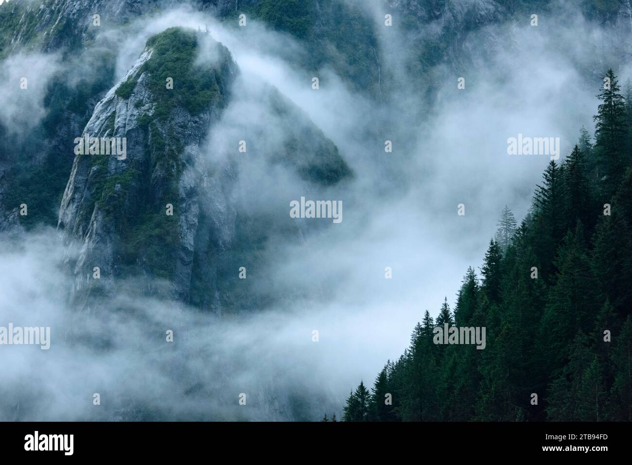 Morning fog on a mountainside in the Tracy Arm-Fords Terror Wilderness ...