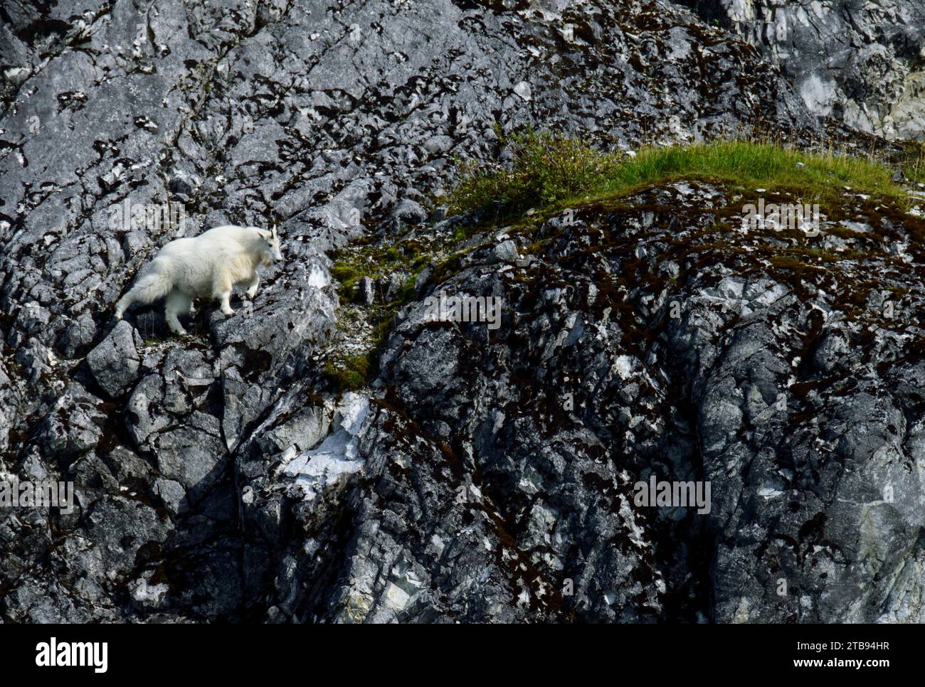 Mountain goat (Oreamnos americanus) walking across a cliff face in ...