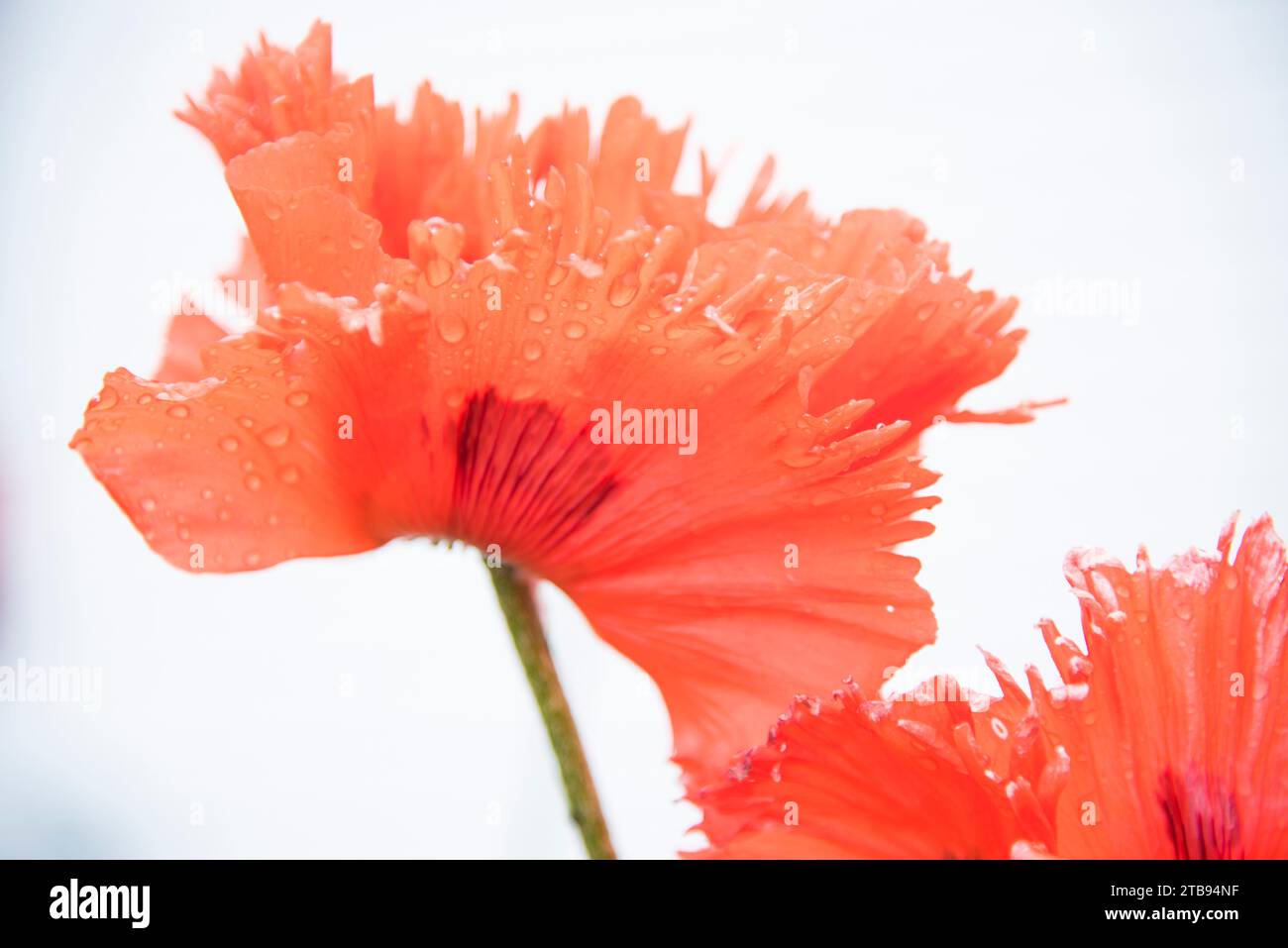 Close-up detail of red poppy flowers with water droplets against a white background; Alaska ...