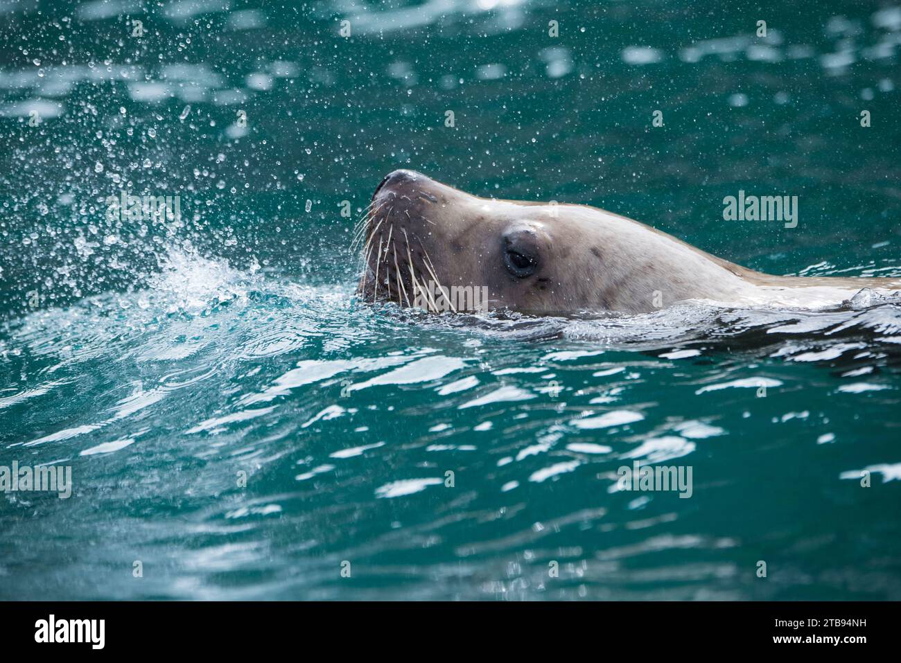 Stellar sea lion and alaska hi-res stock photography and images - Alamy