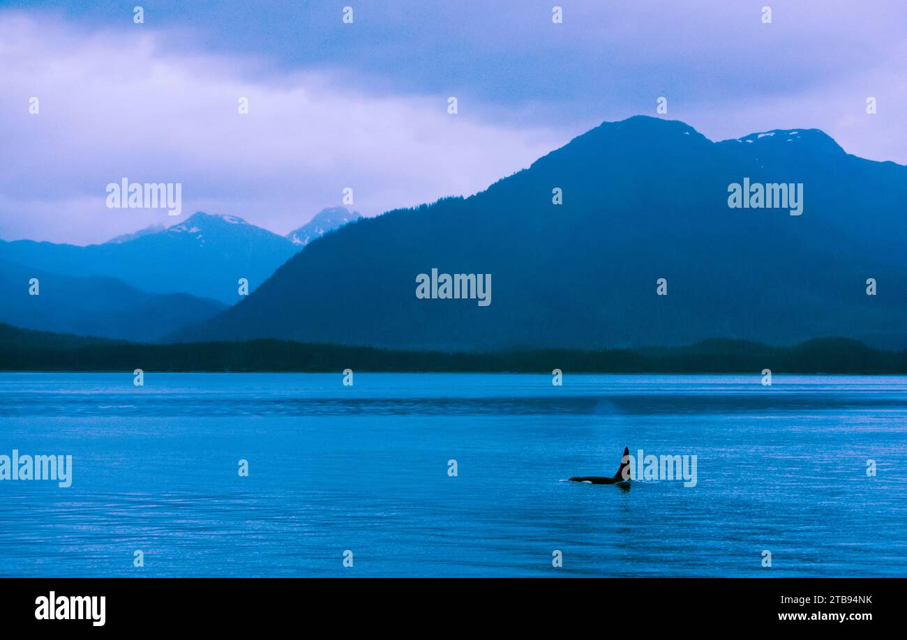 Inside passage orca killer whales hi-res stock photography and images ...