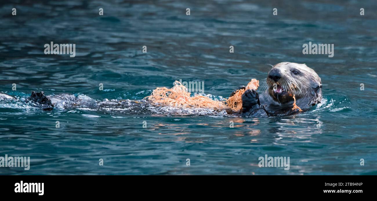 Otter swims, holding onto a Basket Star (Gorgonocephalus eucnemis) at ...