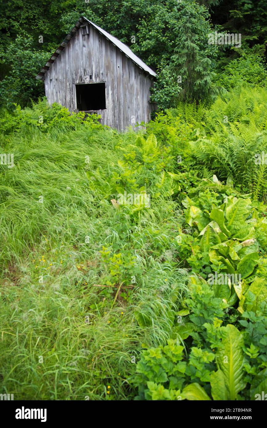 Old out building overgrown with plants; Petersburg, Inside Passage ...
