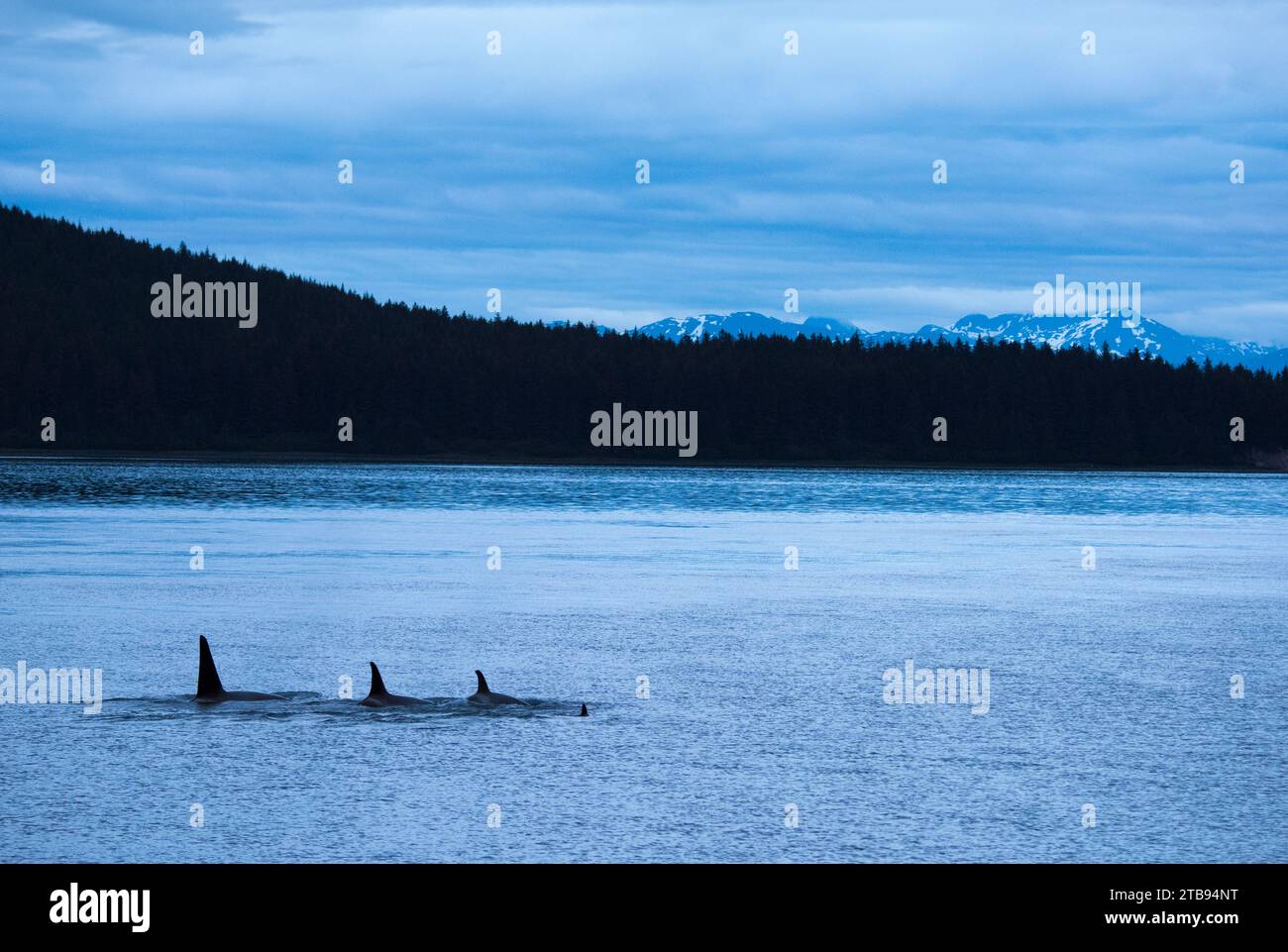 Killer whales or Orcas (Oscines orca) in Icy Strait at dusk; Inside ...