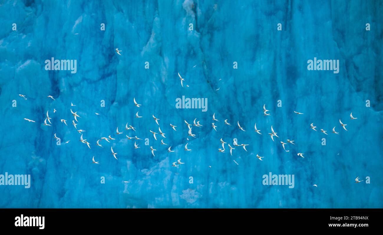 Arctic terns (Sterna paradisaea) fly past the face of Dawes Glacier ...