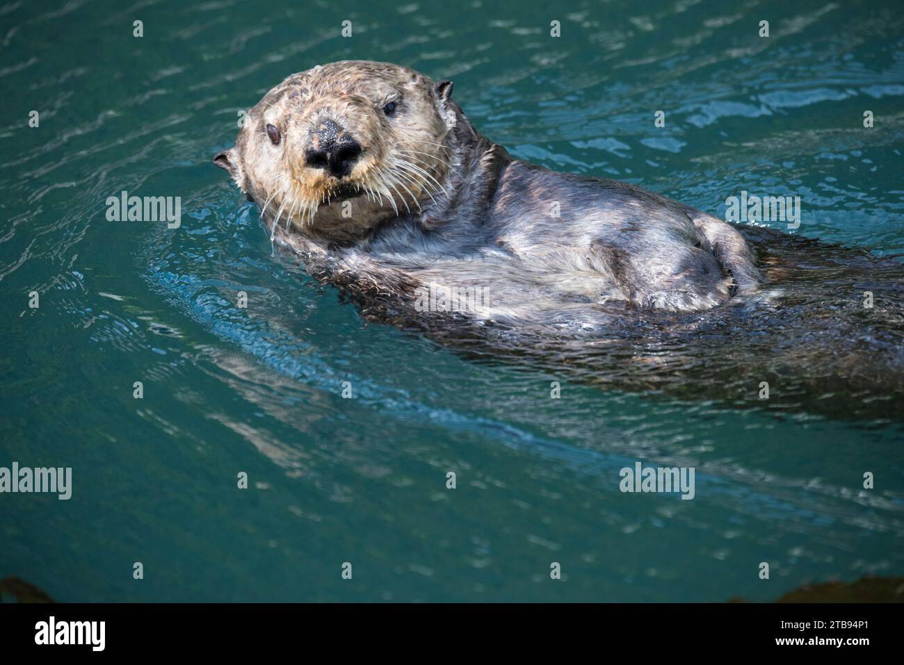 Close-up portrait of a swimming otter, off the Inian Islands; Inian ...