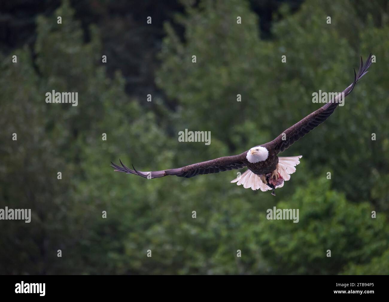 Alaska juneau eagles hi-res stock photography and images - Alamy