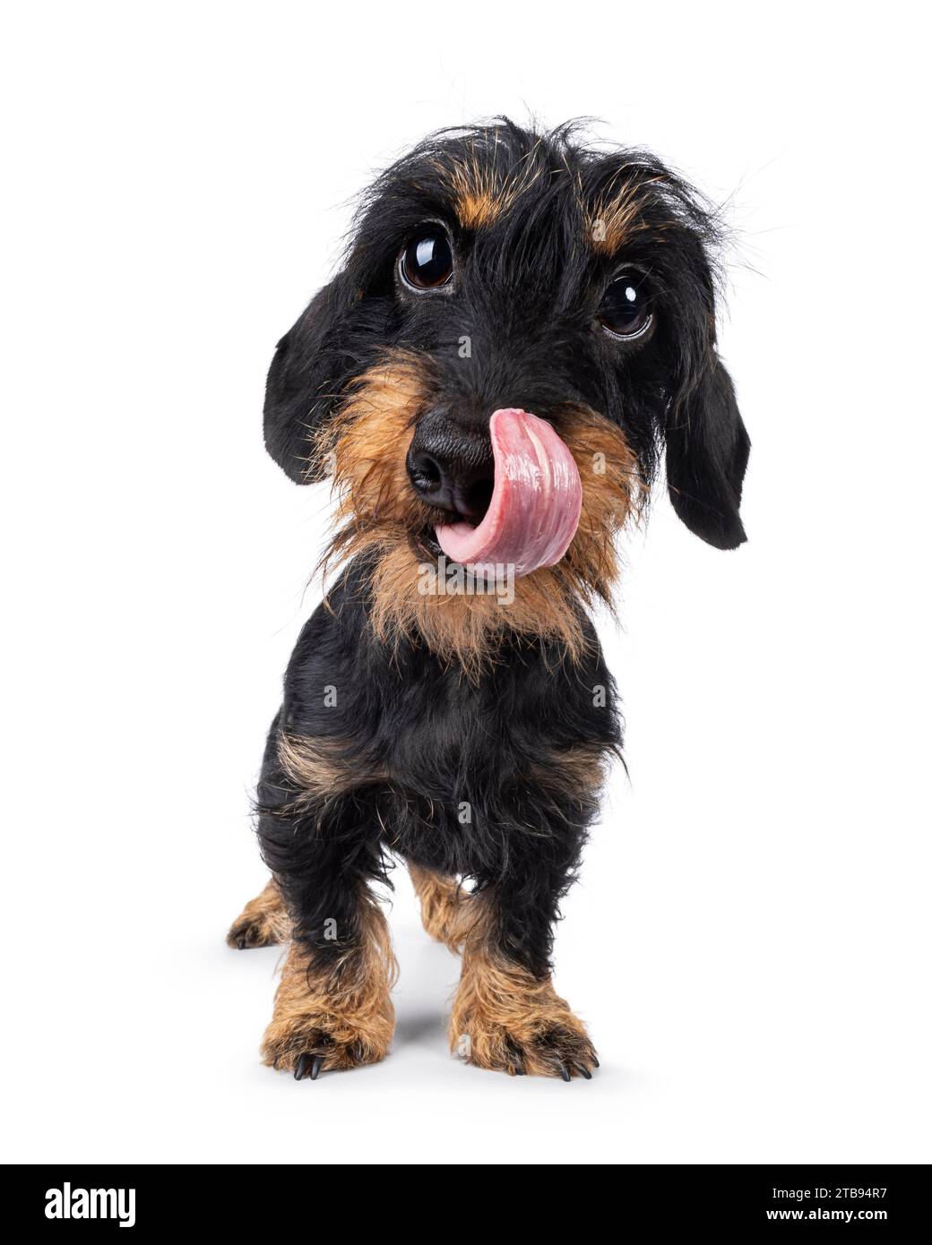 Cute black and tan Dachshund dog puppy, standing up facing front ...